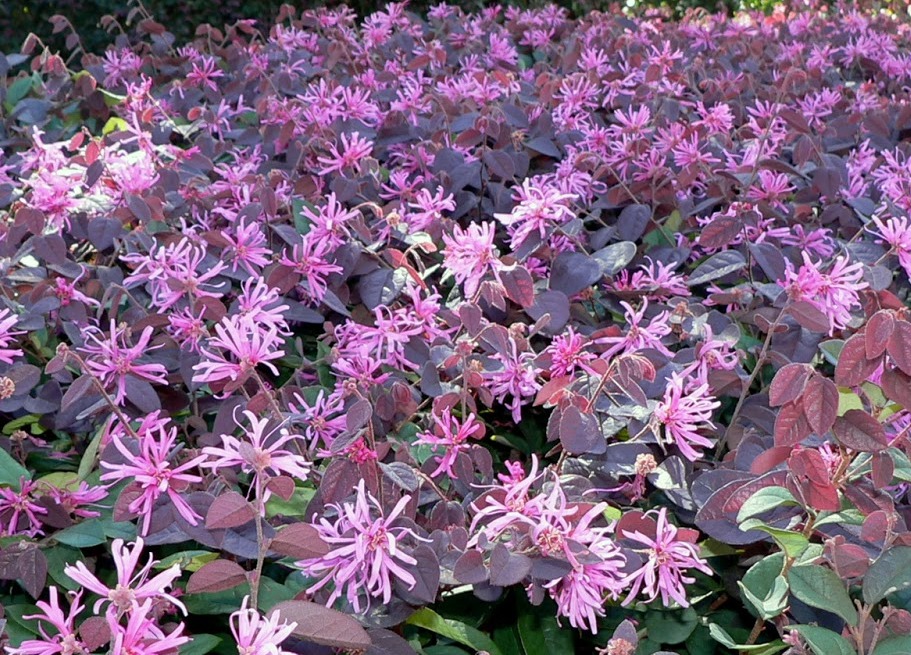 Chinese Fringe Flower Pink - Plants for Spaces