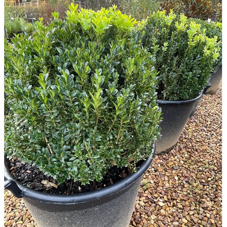 English Box Balls - Plants for Spaces