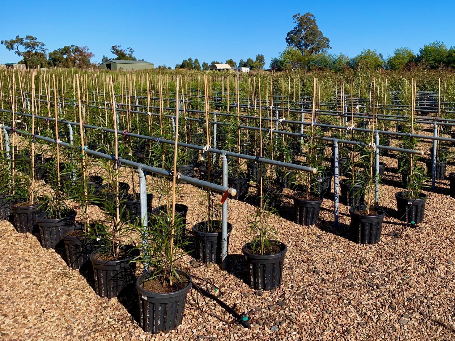 Acacia Implexa Lightwood - Plants for Spaces