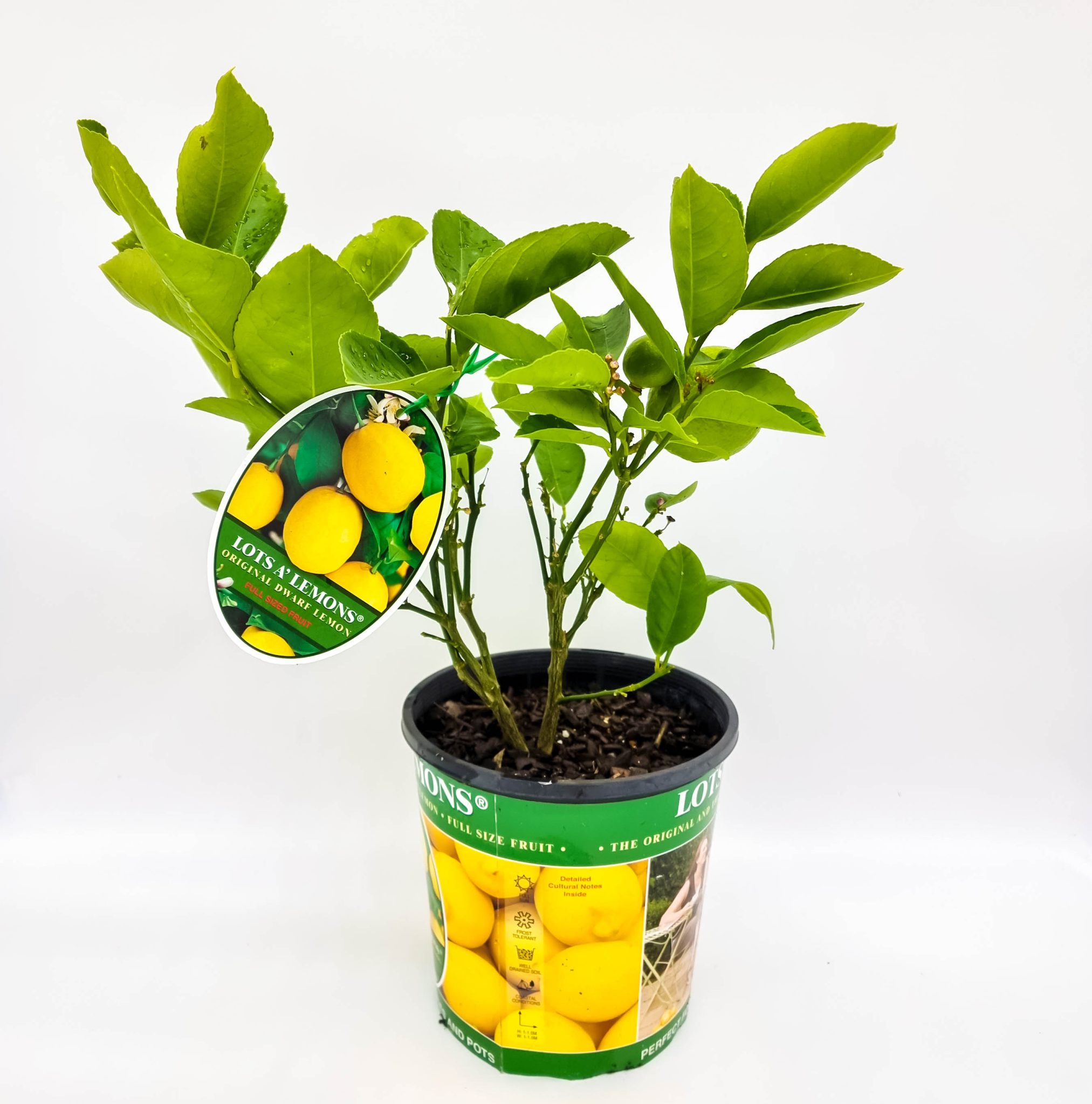 Dwarf Lemon - Plants for Spaces
