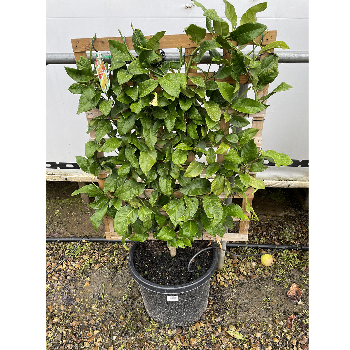 Lemon Eureka Espalier - Plants for Spaces