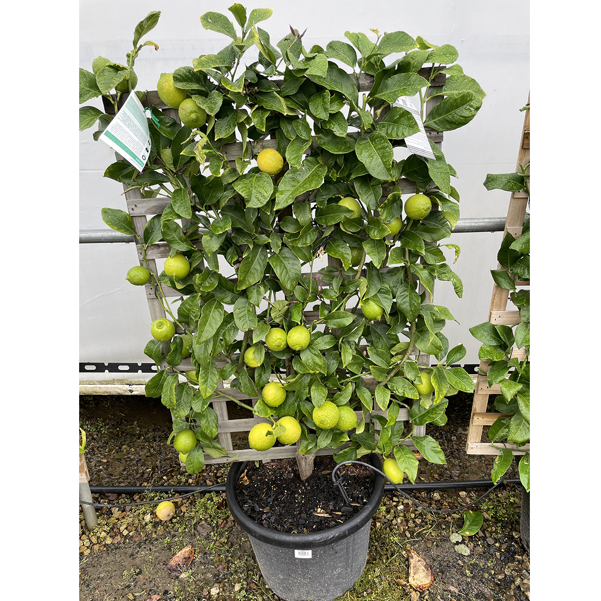Lemon Eureka Espalier - Plants for Spaces