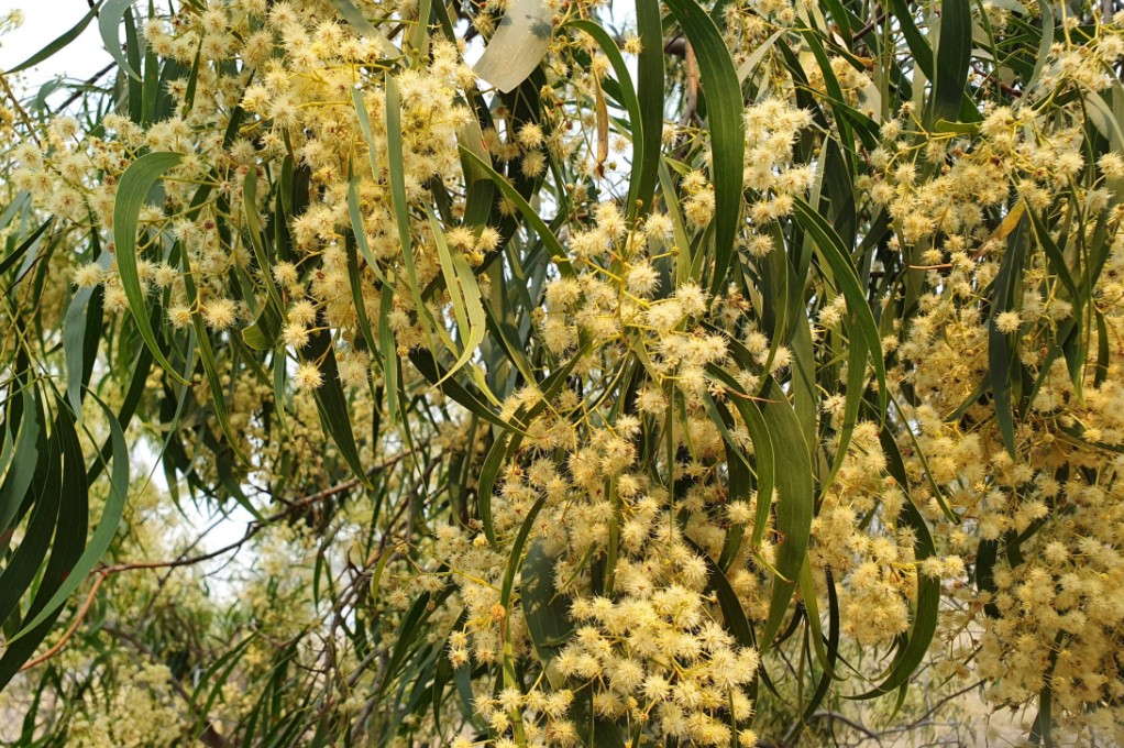 Acacia Implexa Lightwood - Plants for Spaces