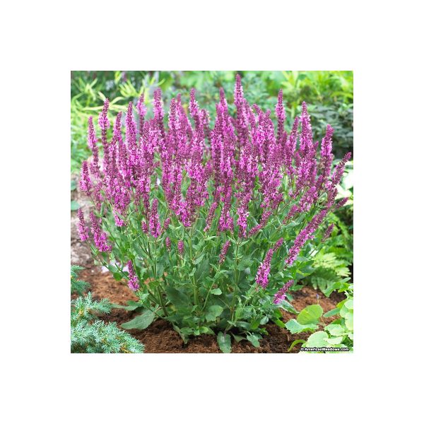 Salvia nemorosa Sensation Rose - Plants for Spaces