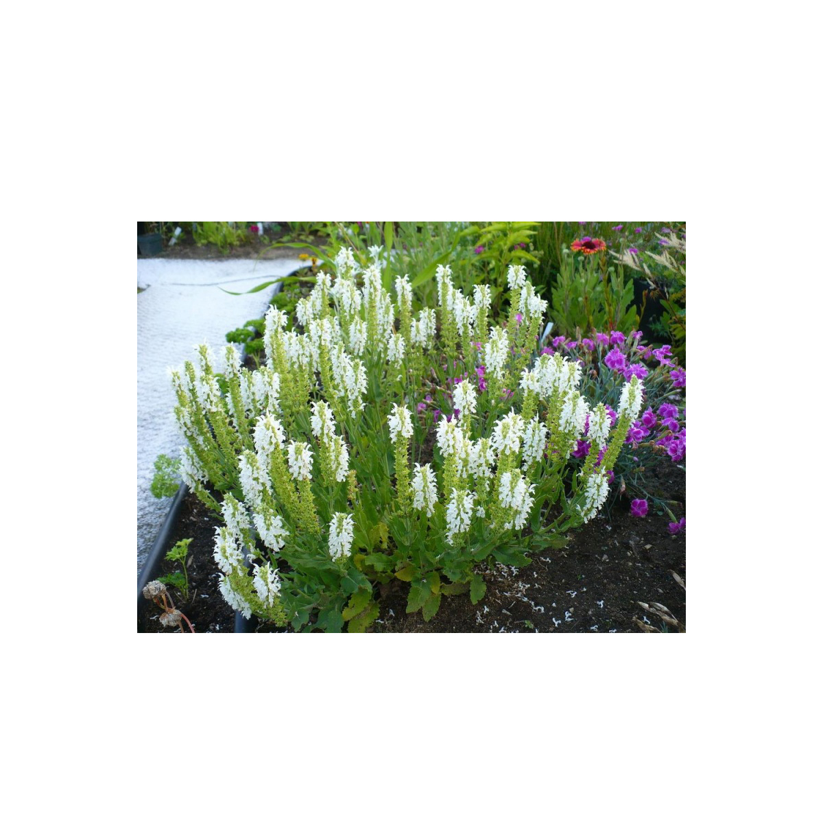 Salvia Sensation White - Plants for Spaces