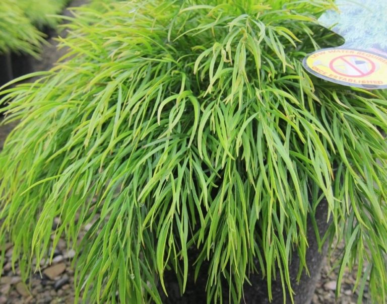 Acacia - Plants for Spaces