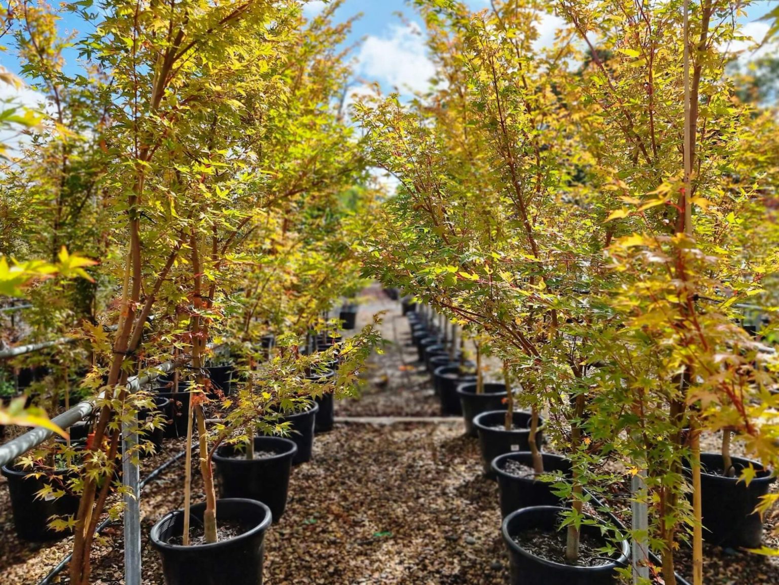 Upright Japanese Maple Senkaki - Plants for Spaces