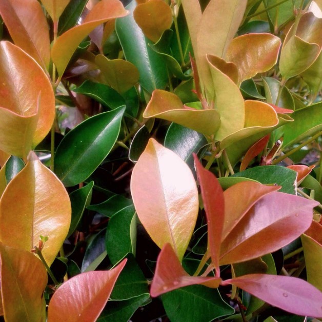 Lilly Pilly Firescreen - Plants for Spaces