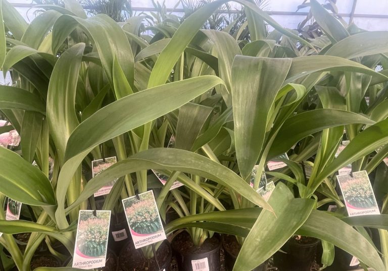 New Zealand Rock Lily - Plants for Spaces