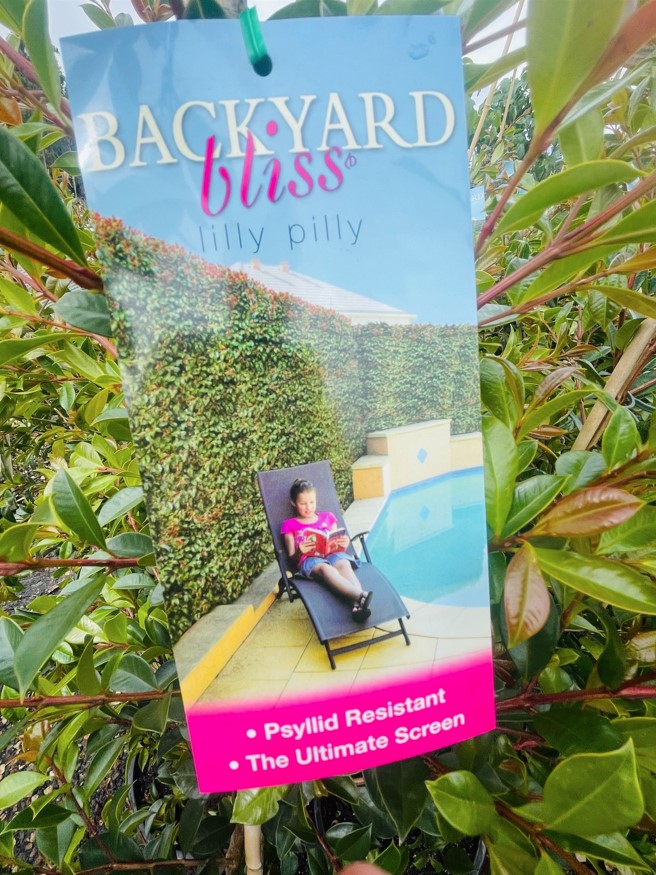 Lilly Pilly Backyard Bliss - Plants for Spaces