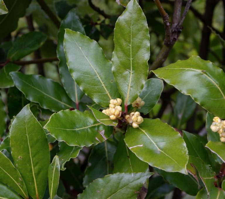 Bay Tree - Plants for Spaces