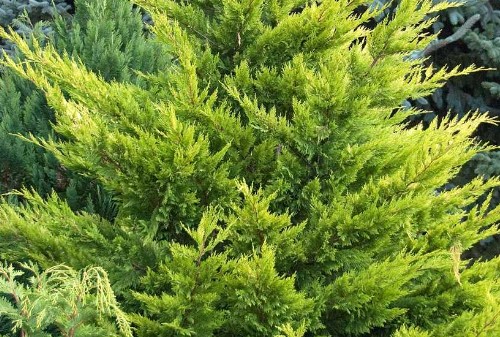 Leyland Cypress Castlewellan Gold - Plants for Spaces