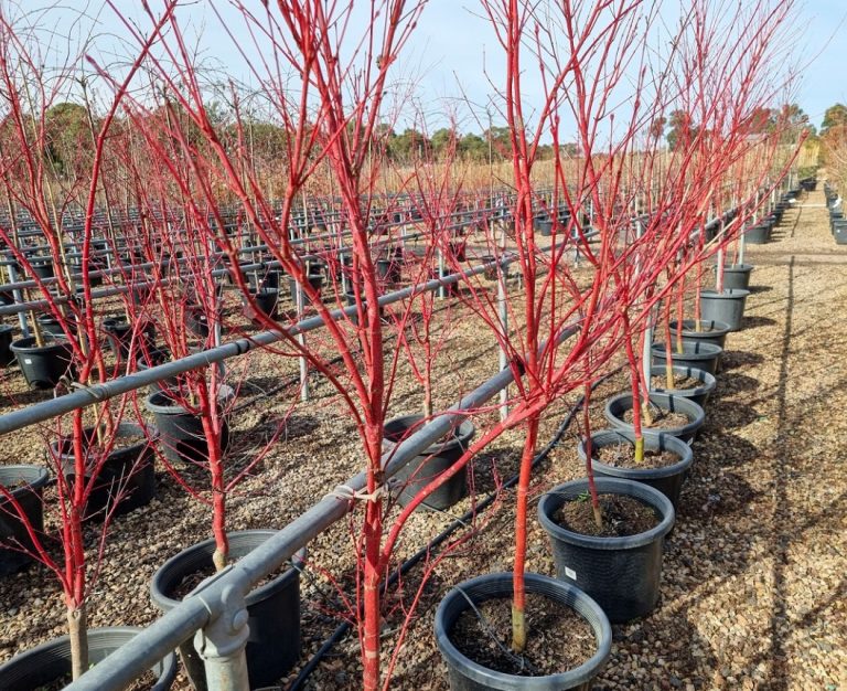 Front Yard Trees - Plants for Front Yards Melbourne | Plants for Spaces