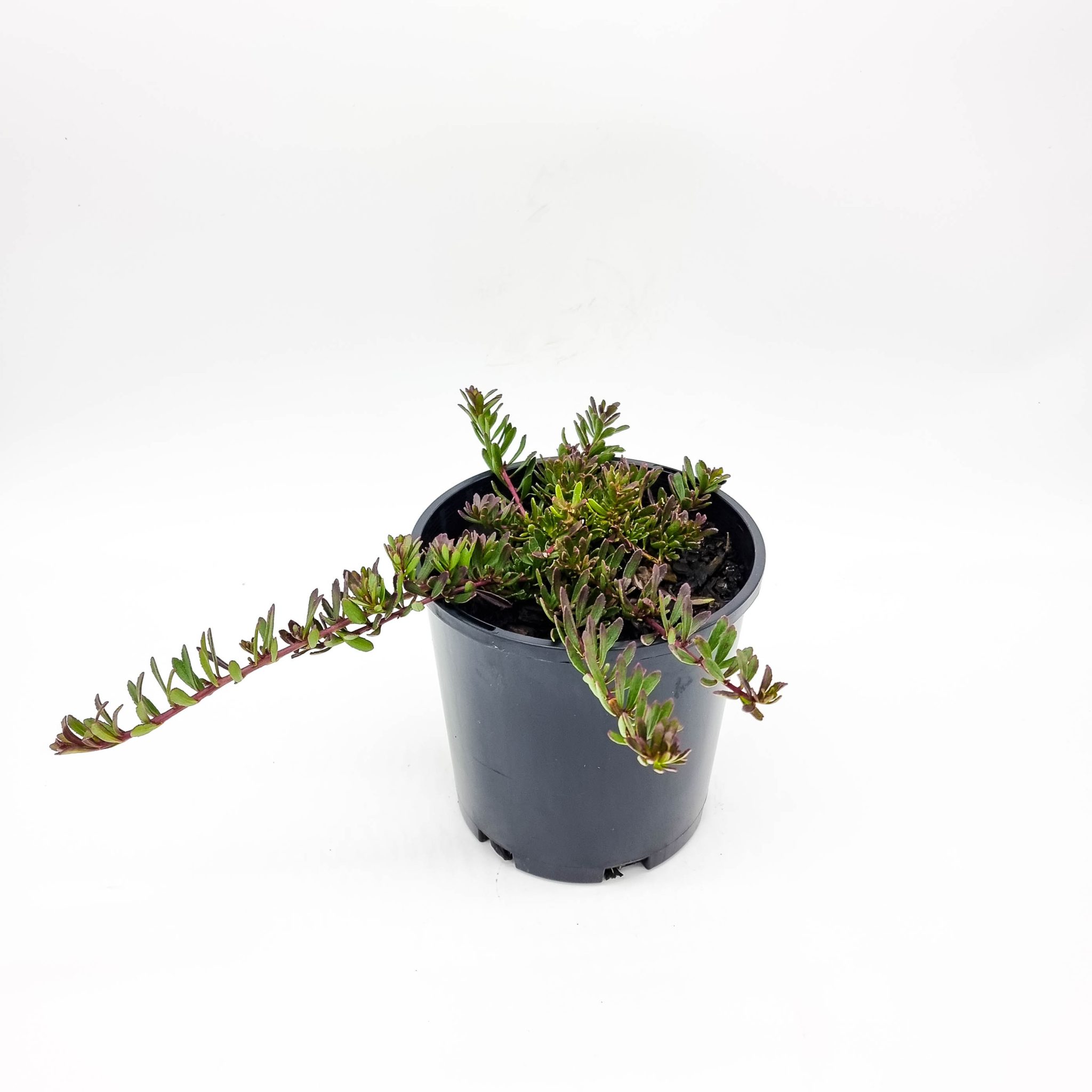 Myoporum - Plants for Spaces