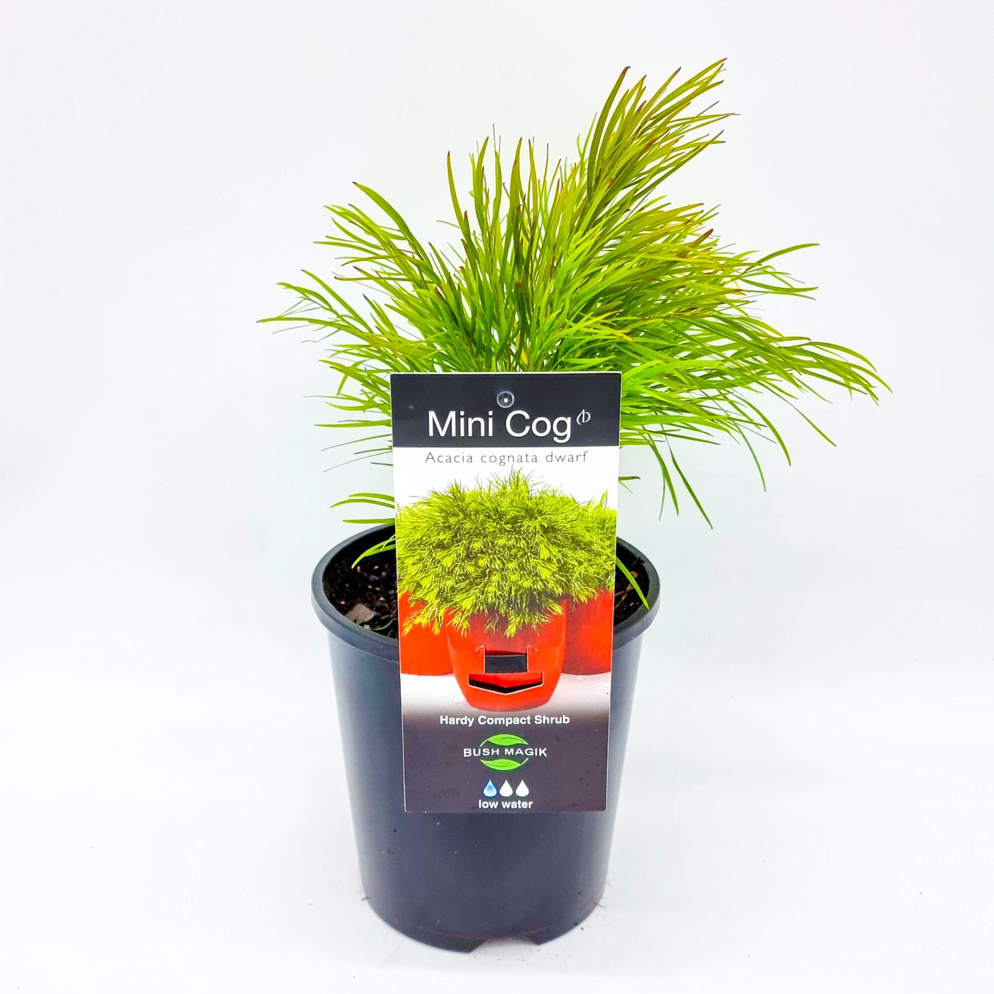 Shop - Plants for Spaces