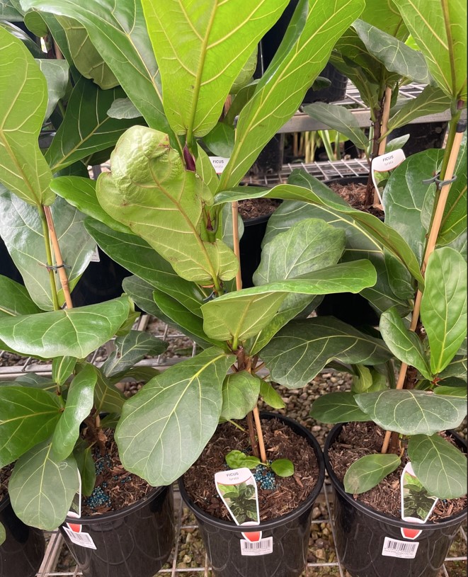 Fiddle Leaf Fig - Plants for Spaces