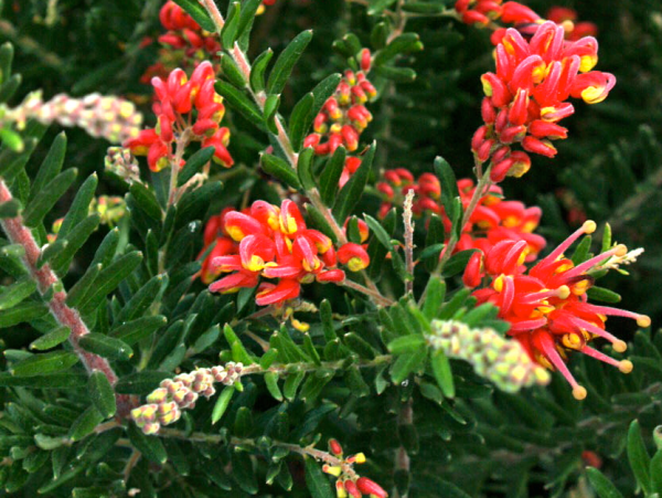 Grevillea Fireworks - Plants for Spaces