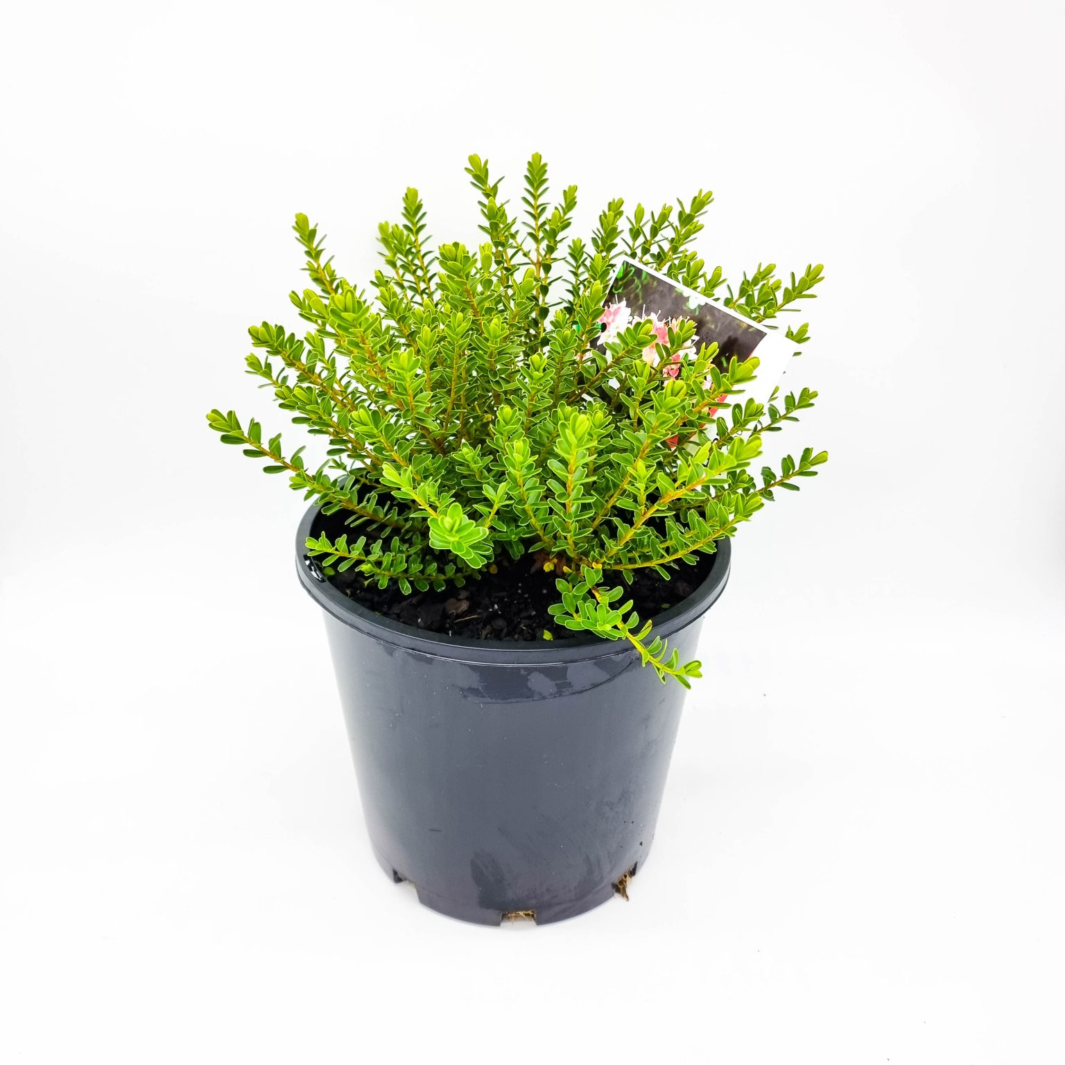 Hebe hybrida Wiri Cloud - Plants for Spaces