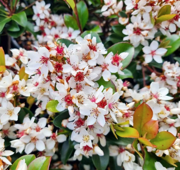 Indian Hawthorn Snow Maiden - Plants for Spaces