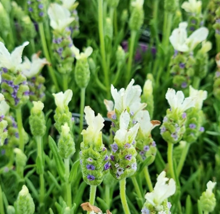 Italian Lavender White - Plants for Spaces