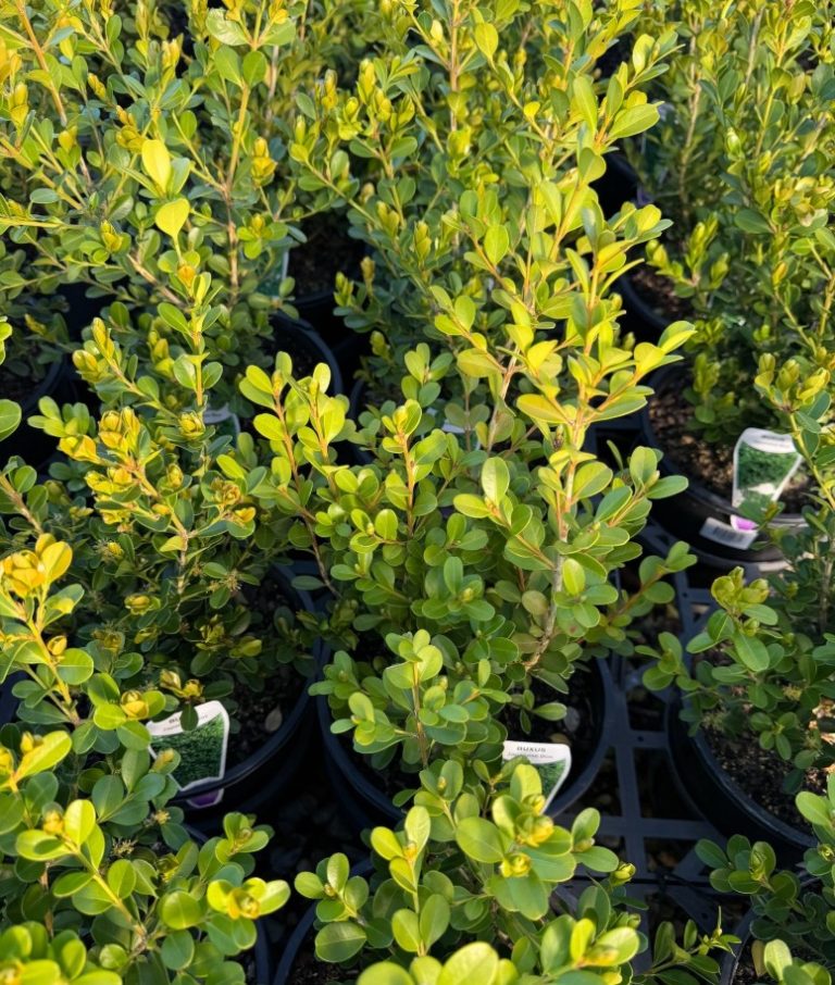 Japanese Box - Plants for Spaces