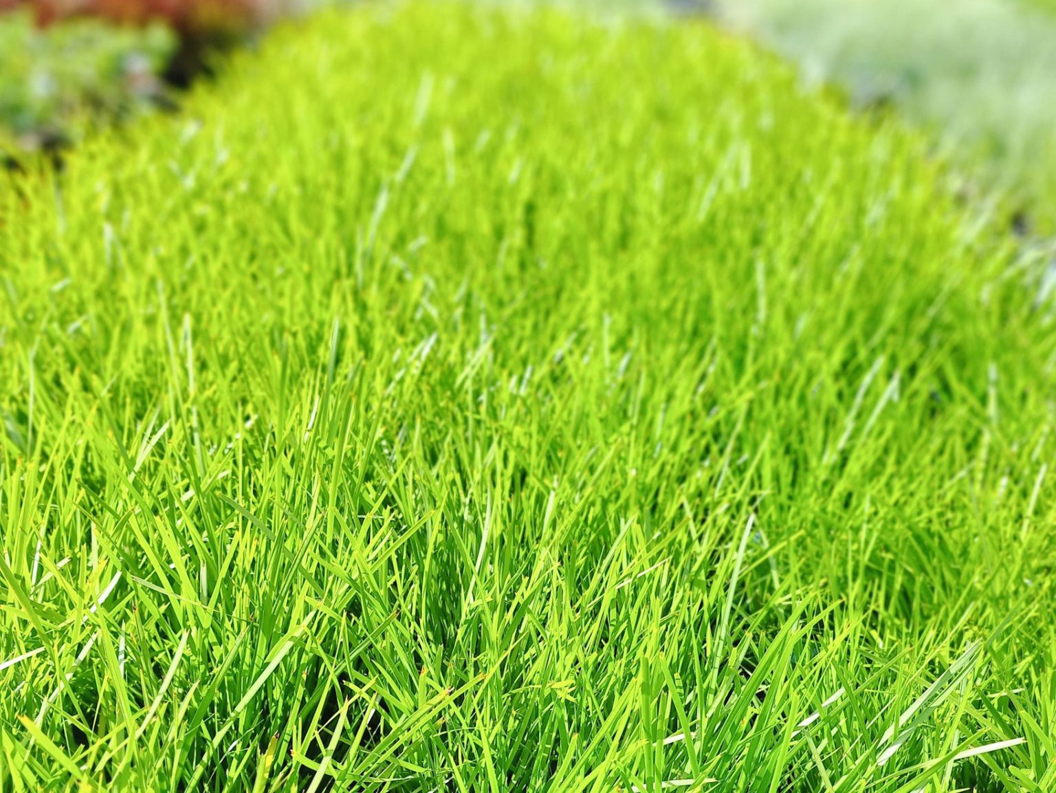 Lomandra Lime Tuff - Plants for Spaces