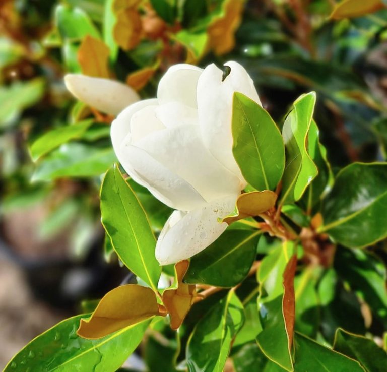 Magnolia - Plants for Spaces