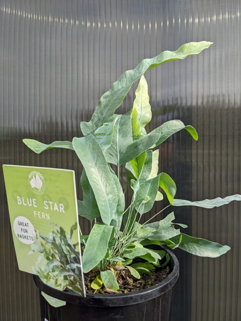 Blue Star Fern - Plants for Spaces