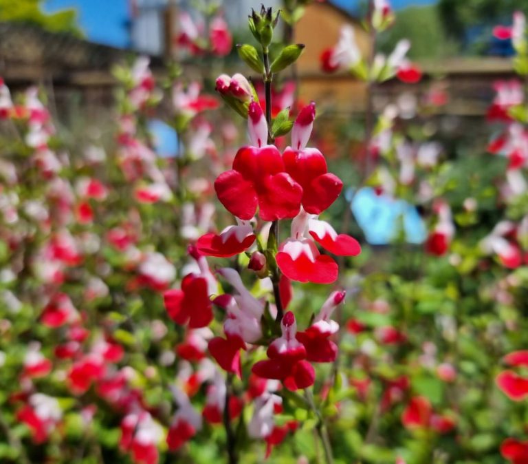 Salvia Hot Lips - Plants for Spaces