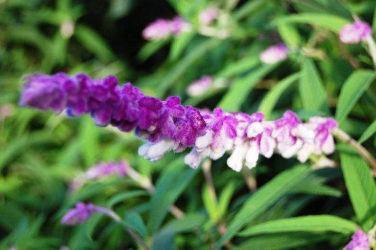 Salvia leucantha - Plants for Spaces