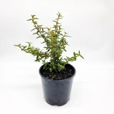 Correa - Native Fuchsia - Plants for Spaces