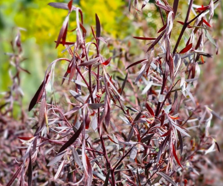 Tea Tree Starry Night - Plants for Spaces