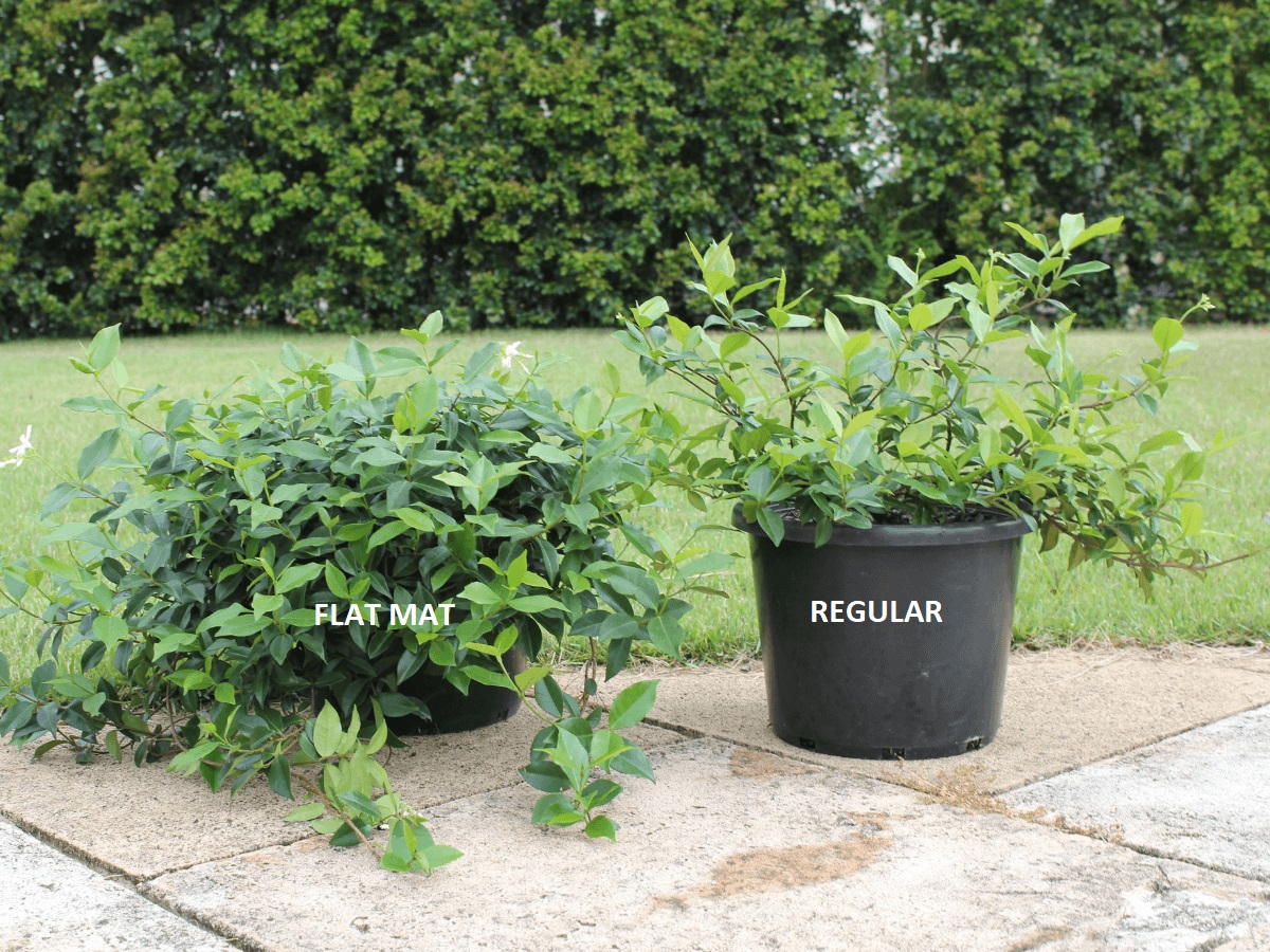 Japanese Star Jasmine Flat Mat - Plants for Spaces