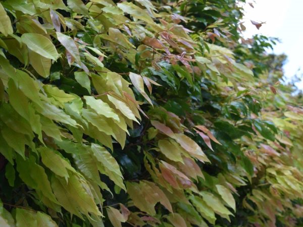 Lilly Pilly - Plants for Spaces