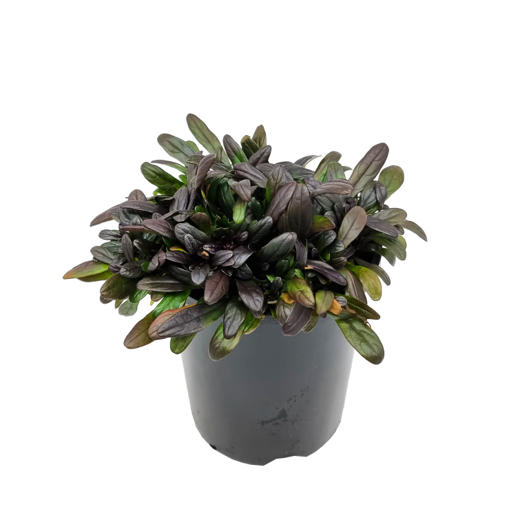 Ajuga Chocolate Chip - Plants for Spaces