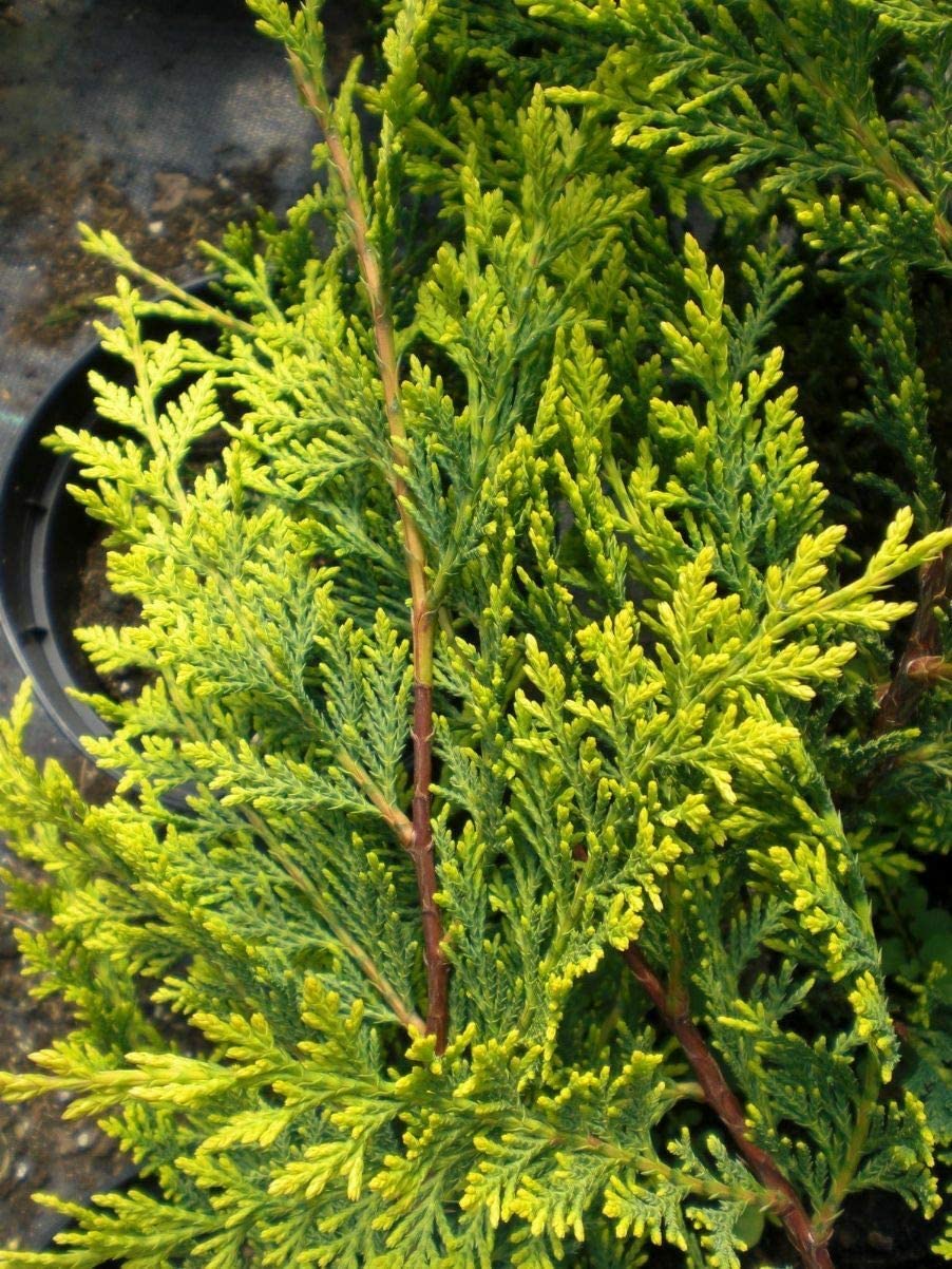 Leyland Cypress Castlewellan Gold - Plants for Spaces