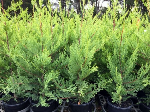 Leyland Cypress Castlewellan Gold - Plants for Spaces
