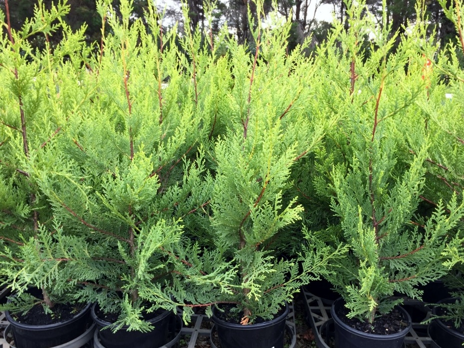Leyland Cypress Castlewellan Gold - Plants for Spaces