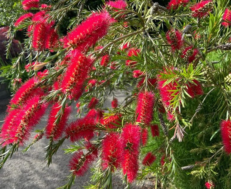 Bottlebrush Dawson River Weeper - Plants for Spaces
