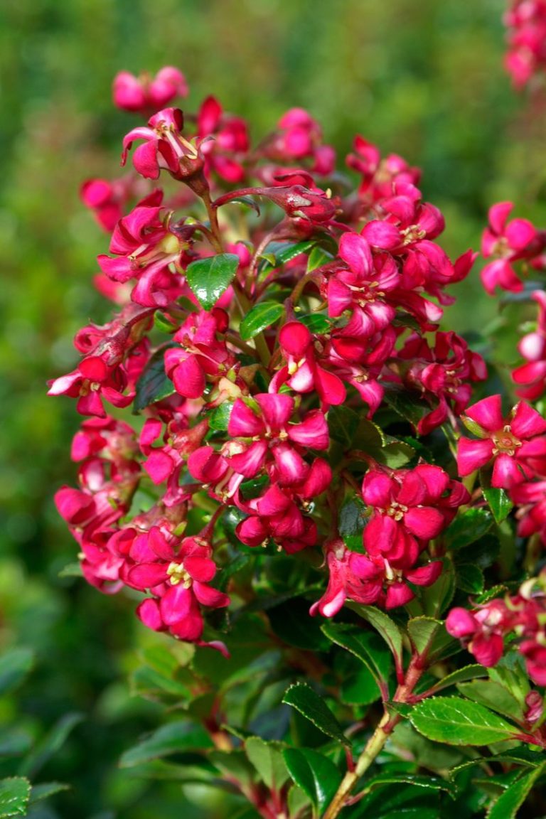 Low Growing Dwarf Hedge Plants for Sale | Plants for Spaces