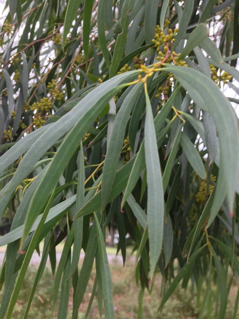 Eucalyptus Brittle Gum - Plants for Spaces