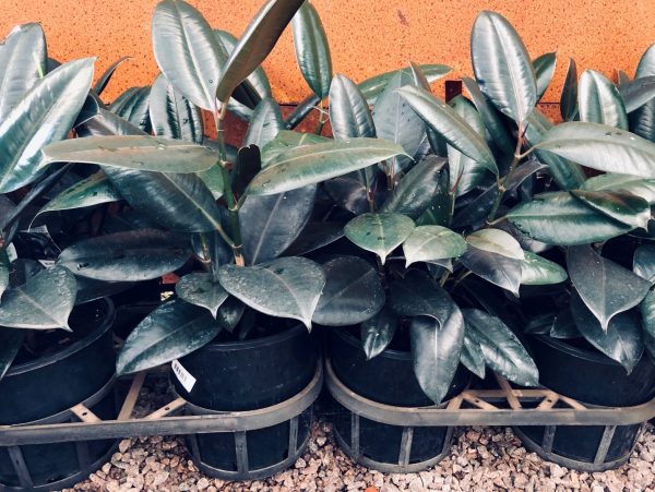 Rubber Tree Burgundy - Plants for Spaces