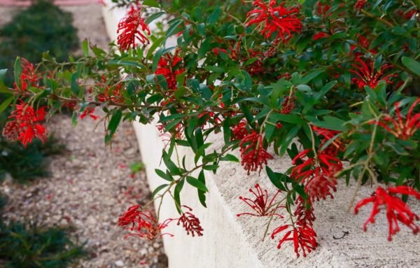 Grevillea - Plants for Spaces