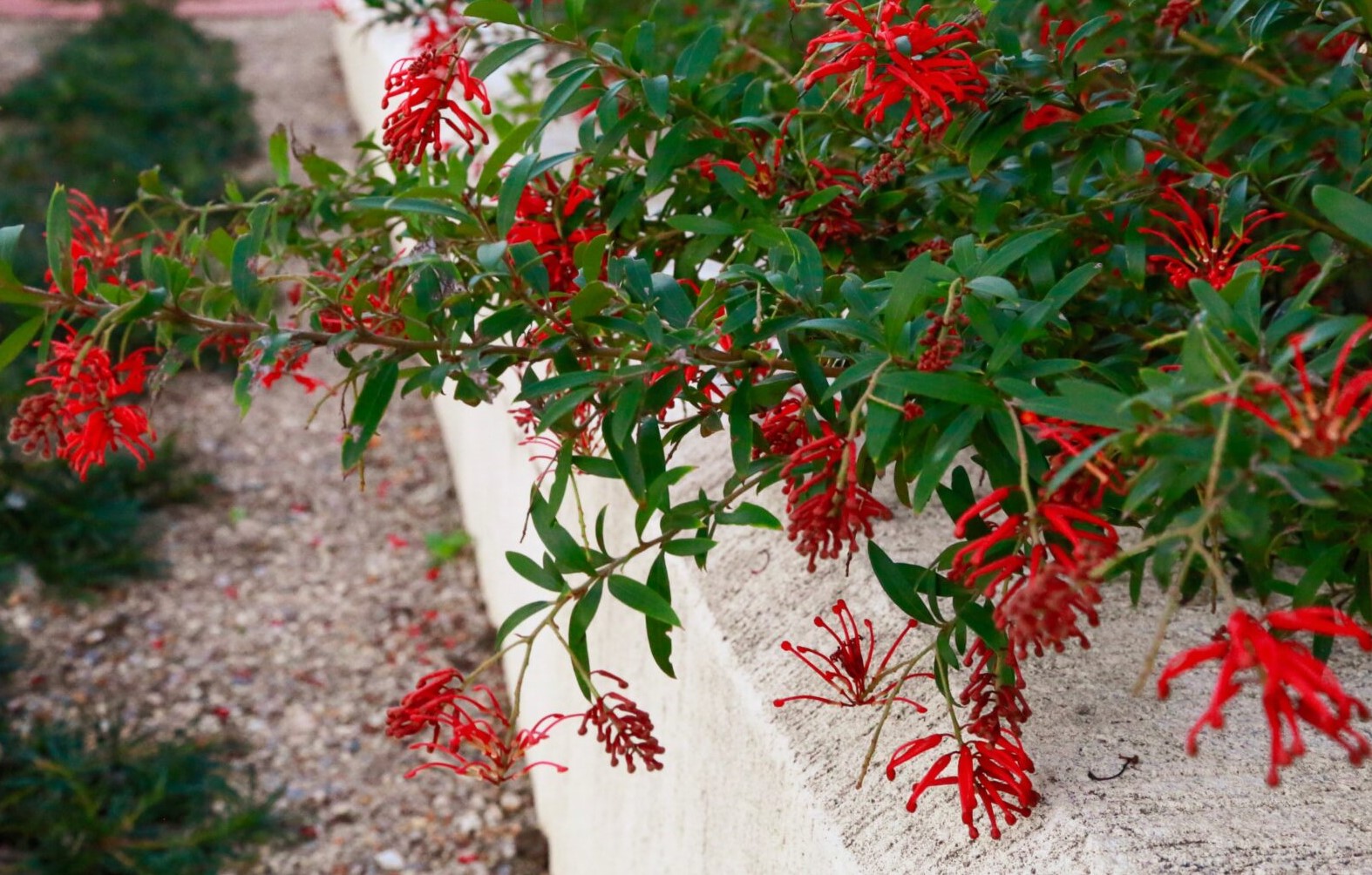 Grevillea Cherry Cluster - Plants for Spaces