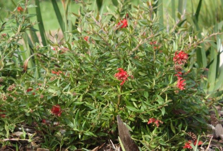 Grevillea Cherry Cluster - Plants for Spaces