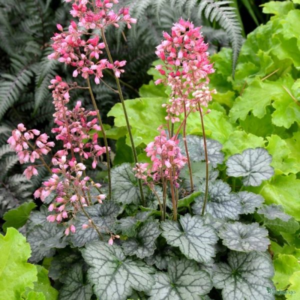 Heuchera Peppermint Spice - Plants for Spaces