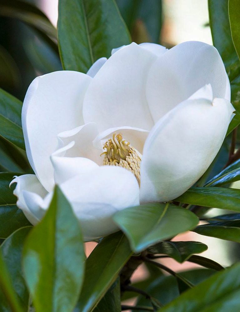 Bull Bay Magnolia Alta (Tall Screening and Avenue Tree) - Plants for Spaces