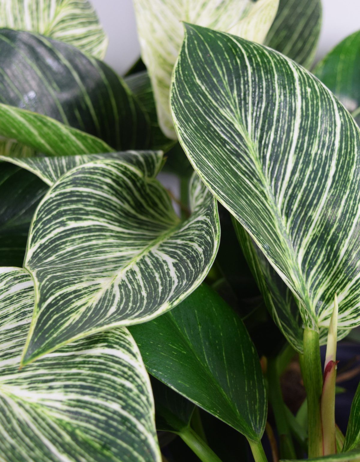 Philodendron Birkin - Plants for Spaces