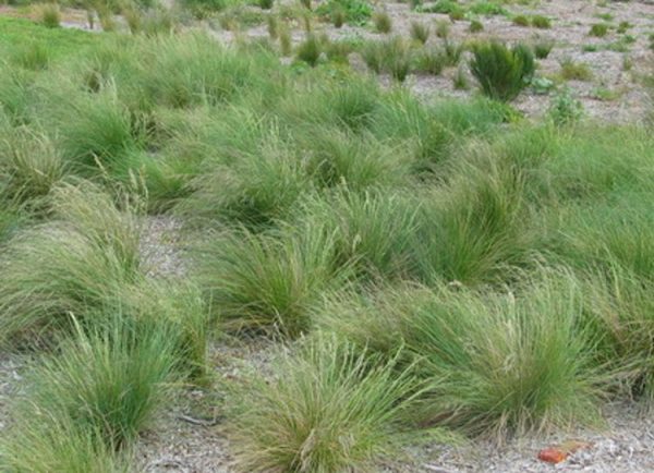 Poa Tussock Grass - Plants for Spaces