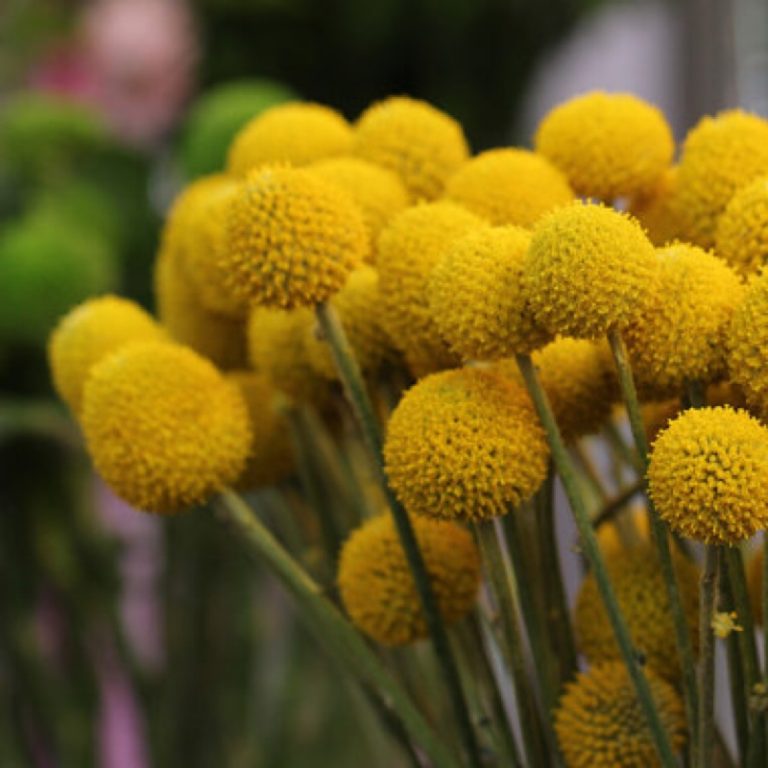 Billy Buttons - Plants for Spaces